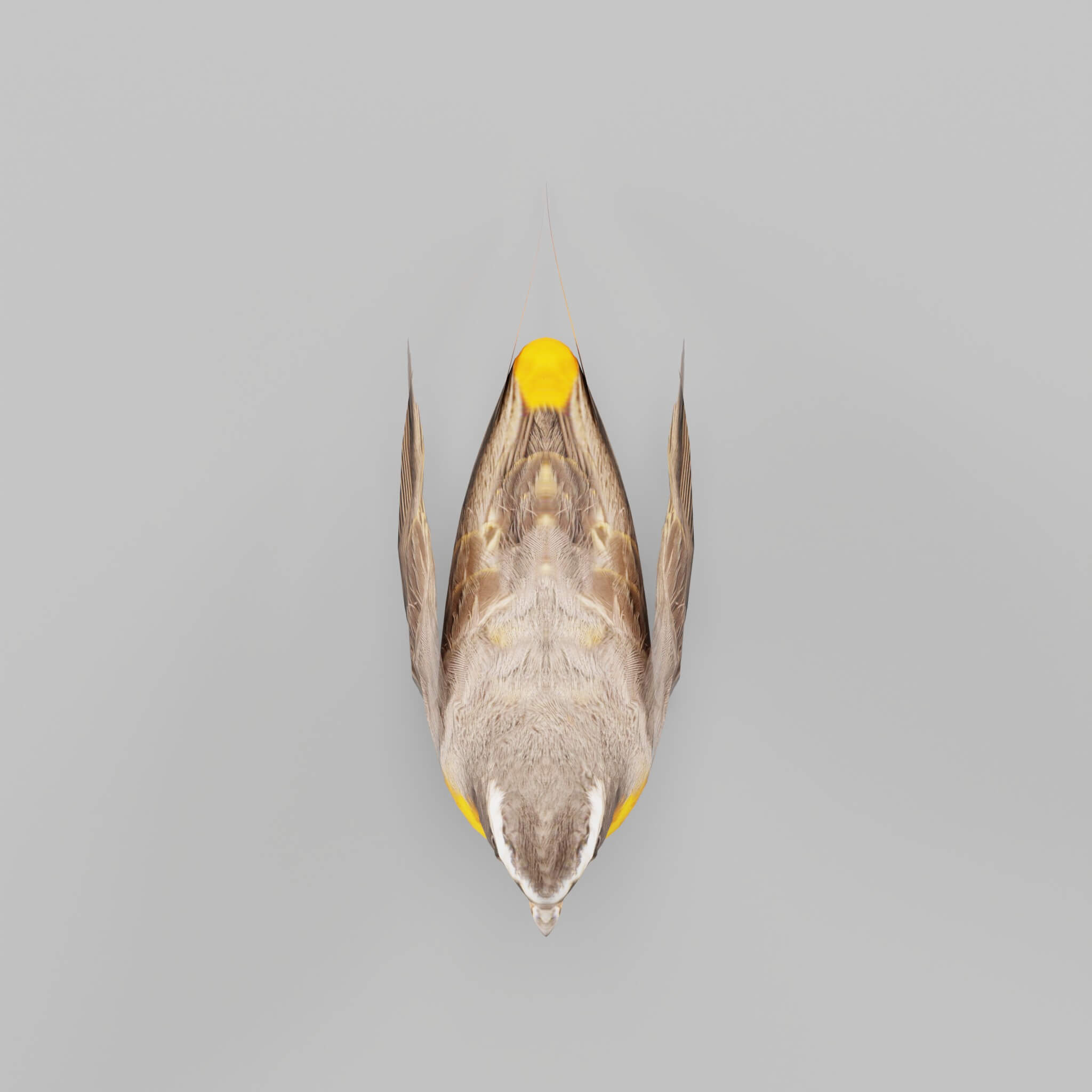 Cape Robin Chat Bird - 3D Model by Nyilonelycompany