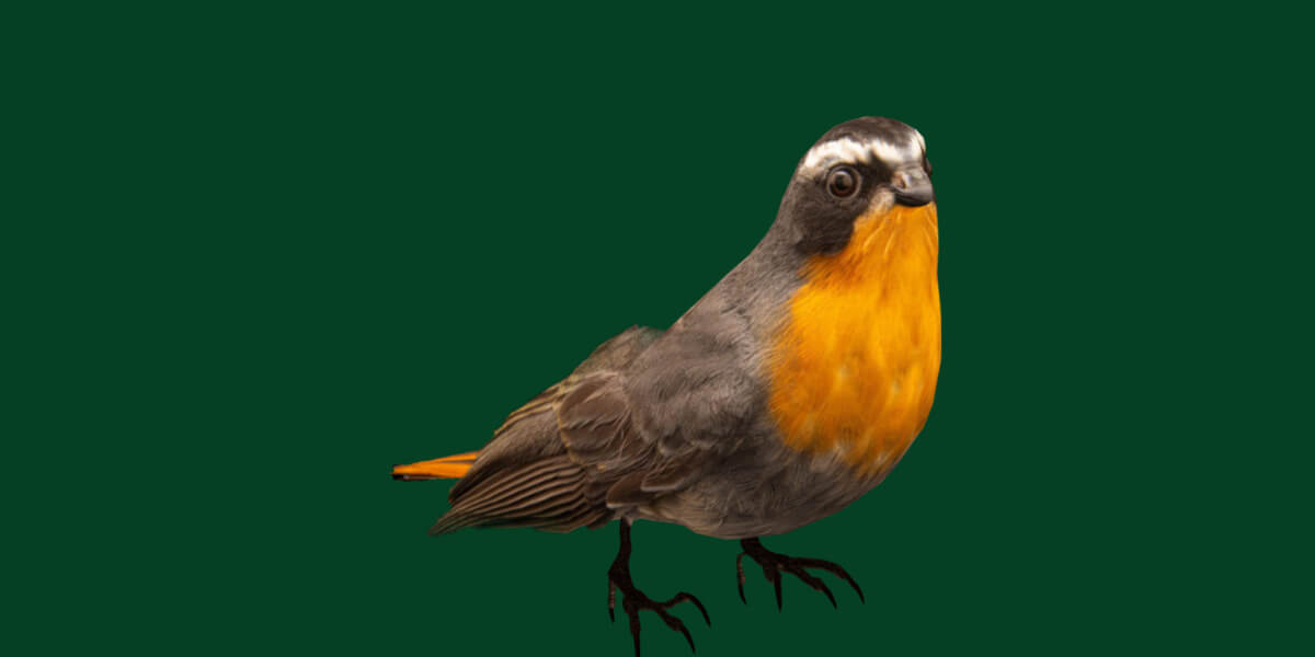 Cape Robin Chat Bird - 3D Model by Nyilonelycompany