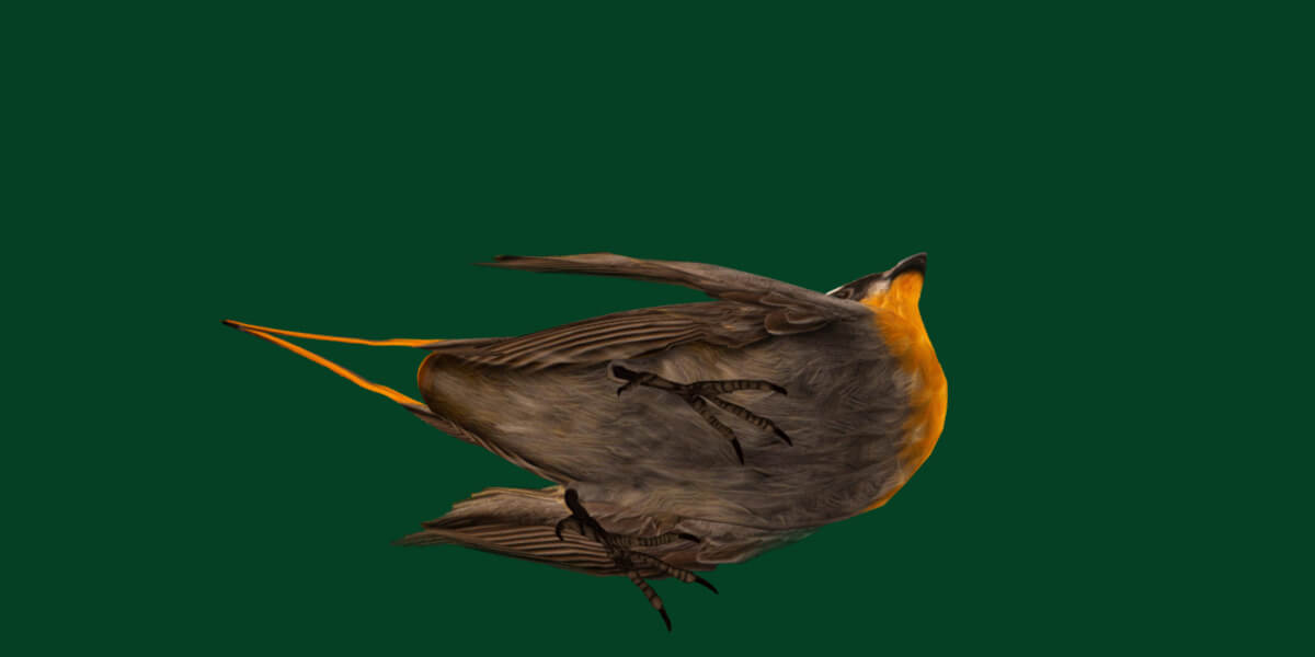 Cape Robin Chat Bird - 3D Model by Nyilonelycompany