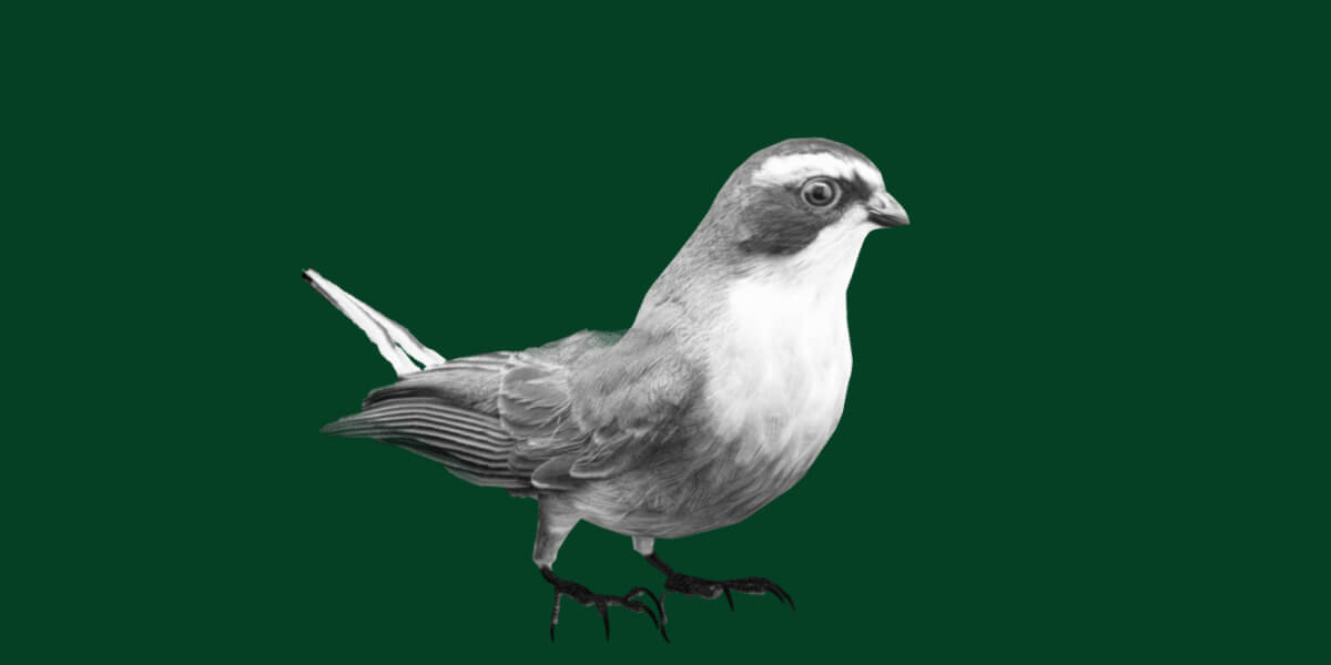 Cape Robin Chat Bird - 3D Model by Nyilonelycompany