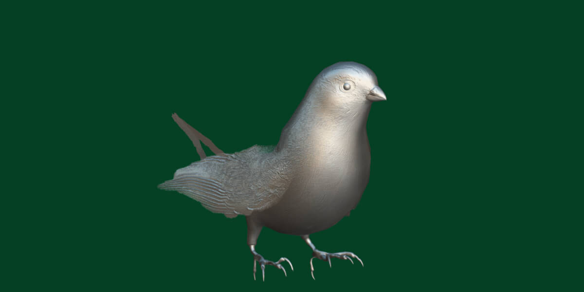 Cape Robin Chat Bird - 3D Model by Nyilonelycompany