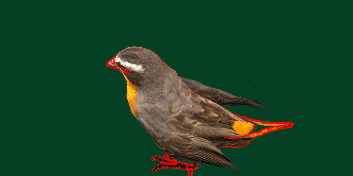 Cape Robin Chat Bird - 3D Model by Nyilonelycompany