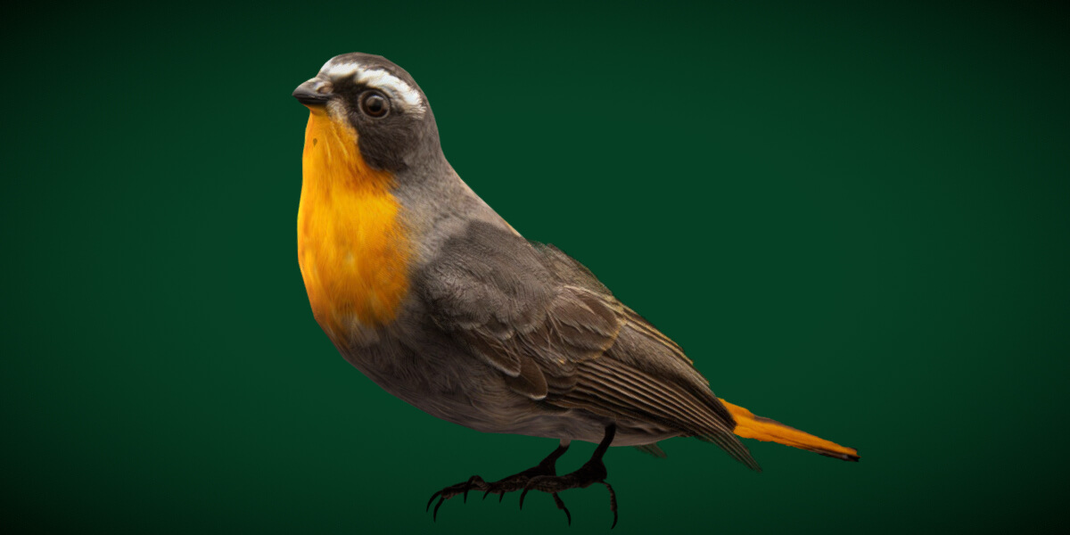 Cape Robin Chat Bird - 3D Model by Nyilonelycompany