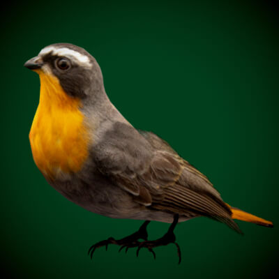 Cape Robin Chat Bird - 3D Model by Nyilonelycompany