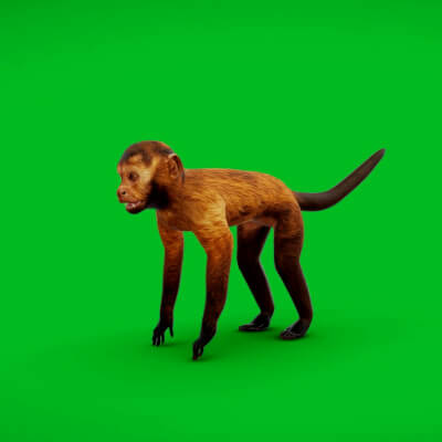 Capuchin Monkey - 3D Model by Nyilonelycompany