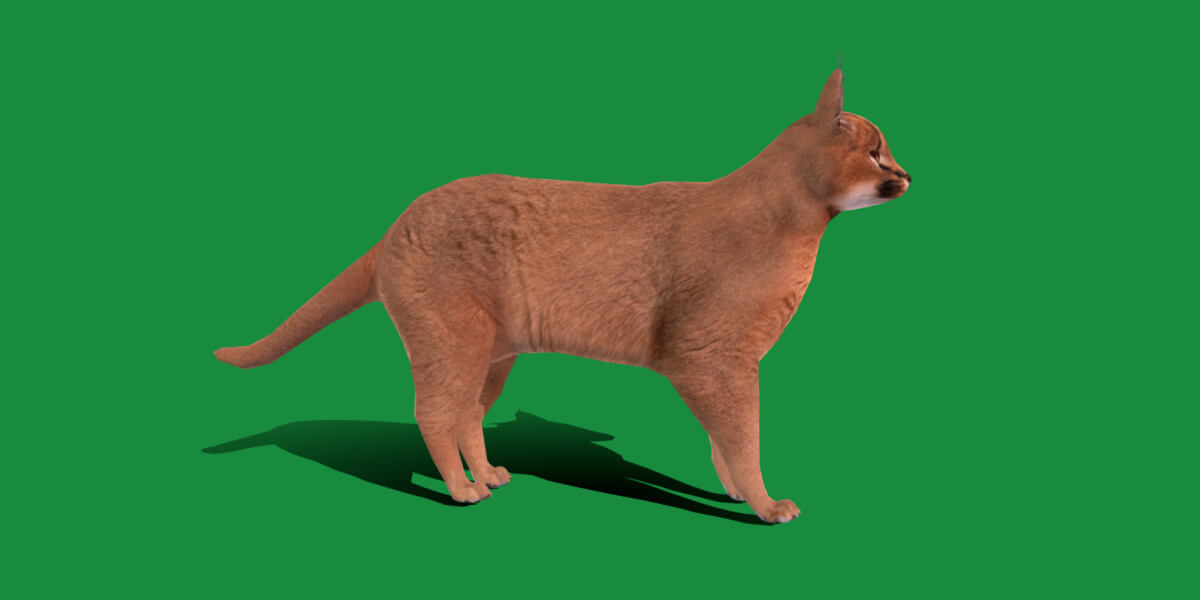 Caracal Wild Cat - 3D Model by Nyilonelycompany
