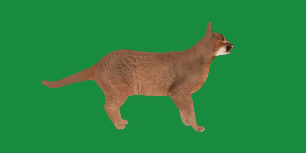 Caracal Wild Cat - 3D Model by Nyilonelycompany