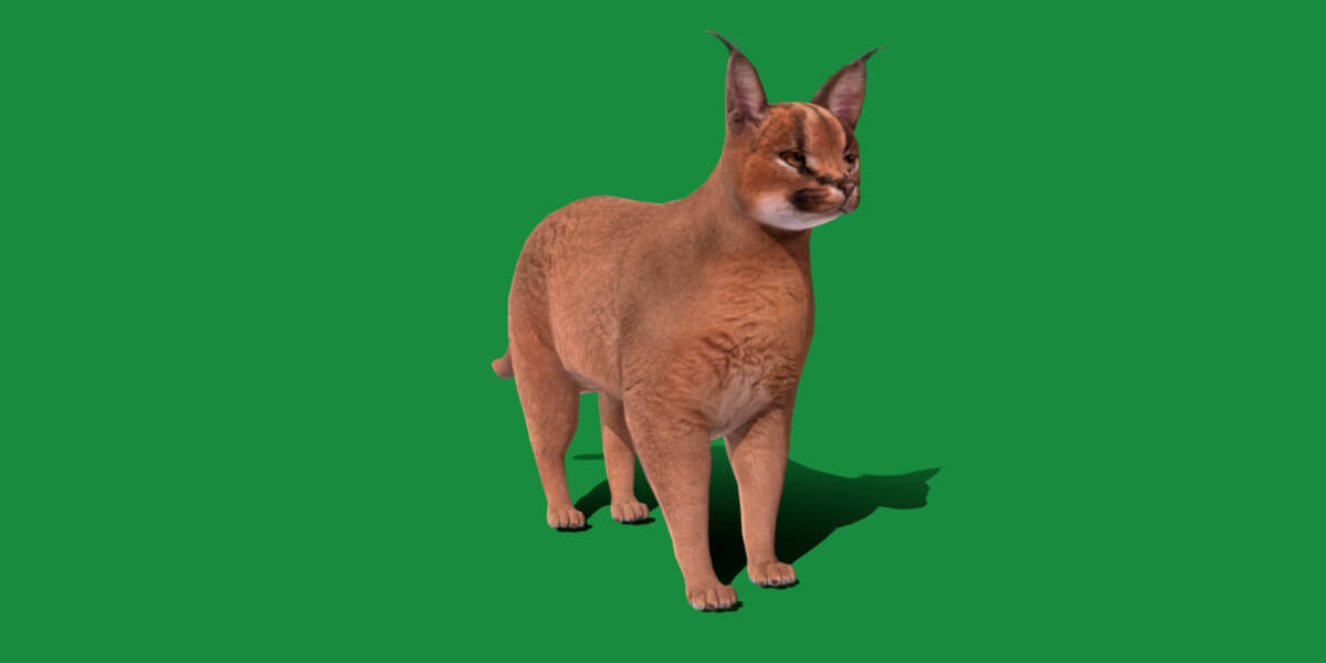 Caracal Wild Cat - 3D Model by Nyilonelycompany