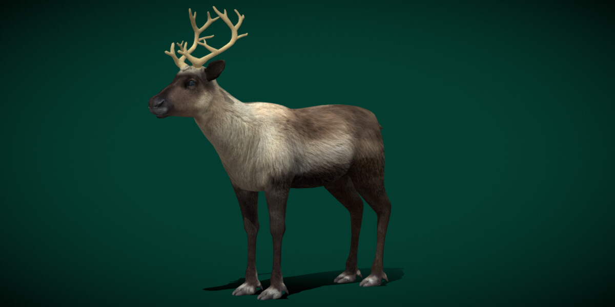 Caribou Reindeer Animals - 3D Model by Nyilonelycompany