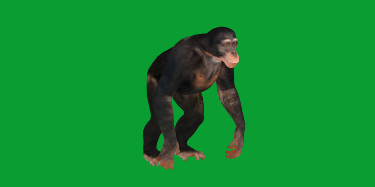 Chimpanzee Ape Primate - 3D Model by Nyilonelycompany