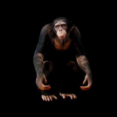 Chimpanzee Ape Primate - 3D Model by Nyilonelycompany