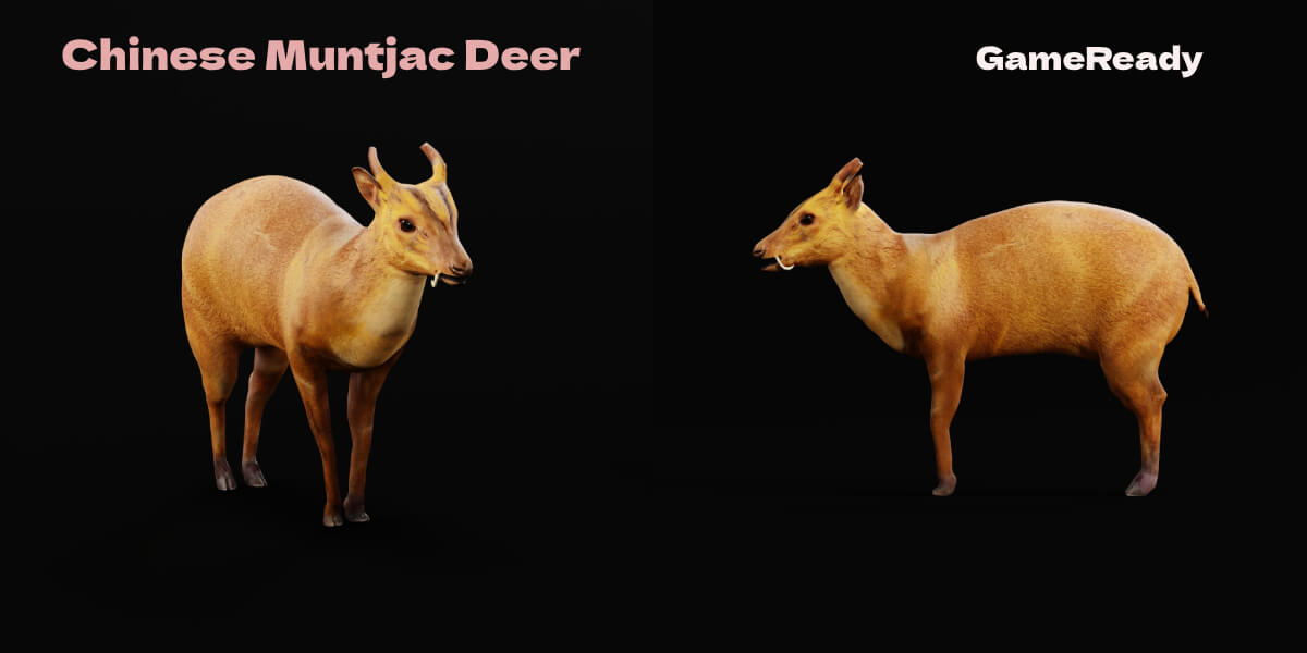 Chinese Muntjac Deer - 3D Model by Nyilonelycompany