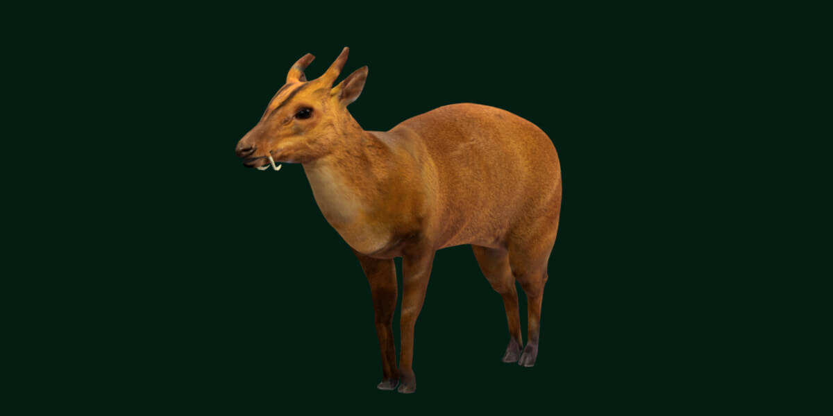 Chinese Muntjac Deer - 3D Model by Nyilonelycompany