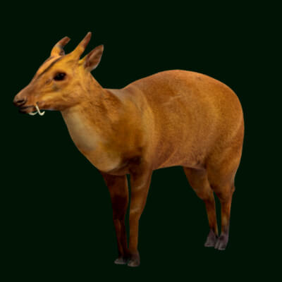 Chinese Muntjac Deer - 3D Model by Nyilonelycompany