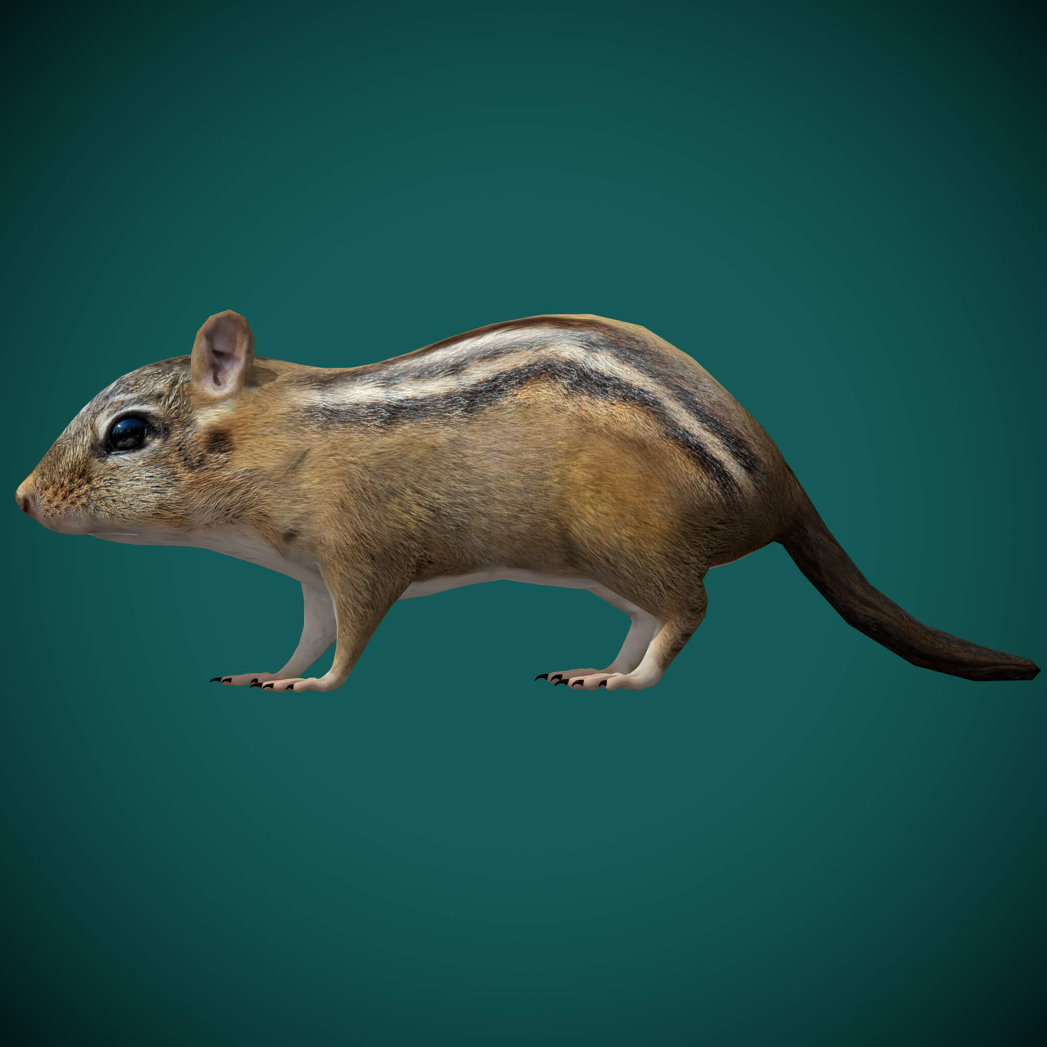 Chipmunk Tamias Rodent - 3D Model by Nyilonelycompany
