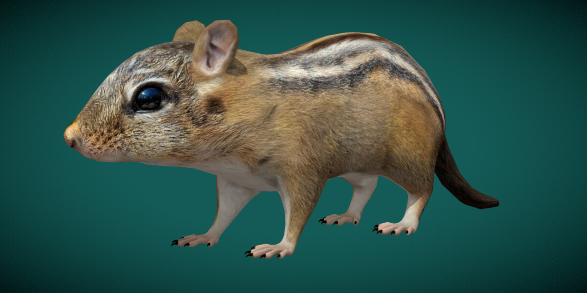 Chipmunk Tamias Rodent - 3D Model by Nyilonelycompany