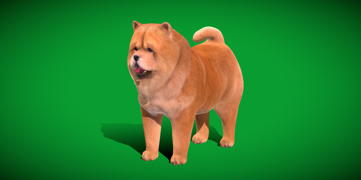 Chow Chow Dog - 3D Model by Nyilonelycompany