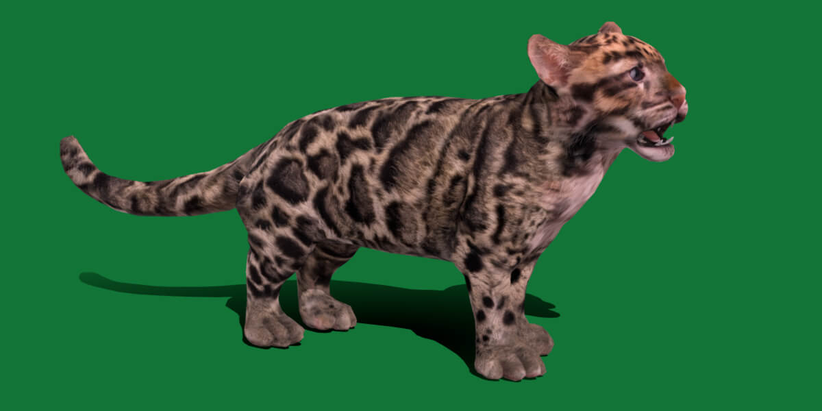 Clouded Leopard Cub - 3D Model by Nyilonelycompany