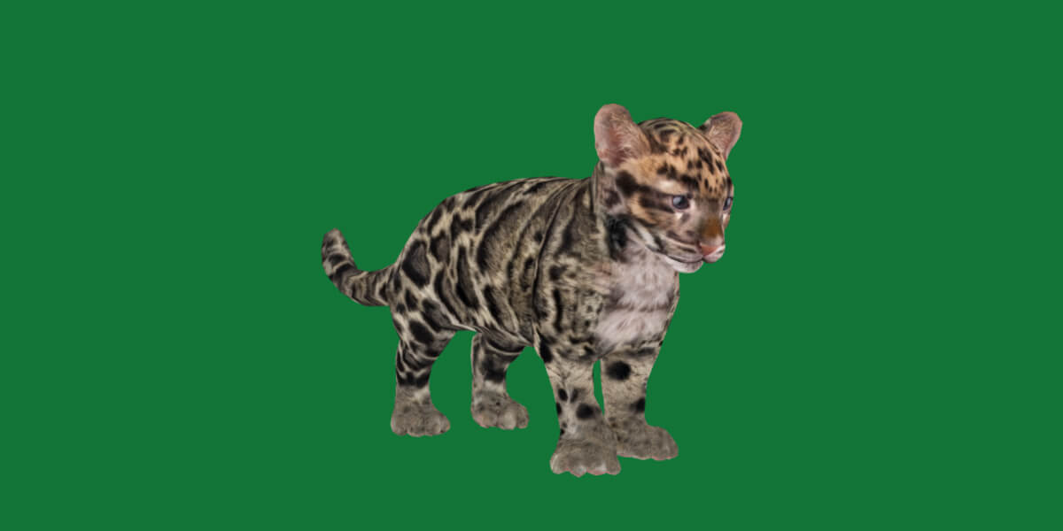 Clouded Leopard Cub - 3D Model by Nyilonelycompany