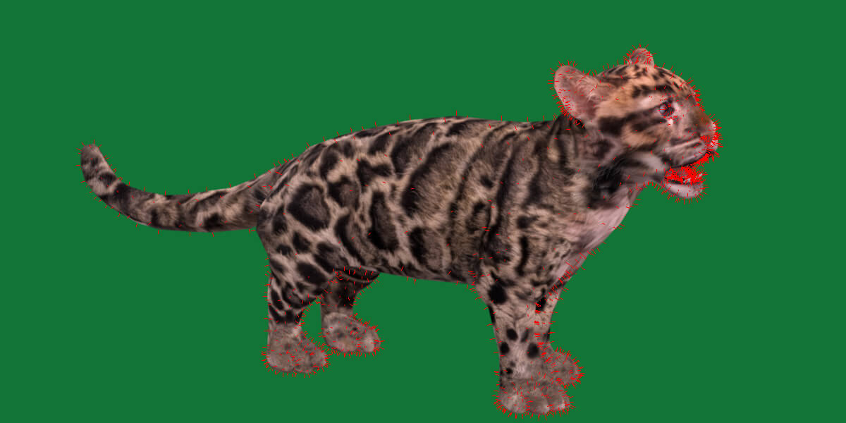 Clouded Leopard Cub - 3D Model by Nyilonelycompany