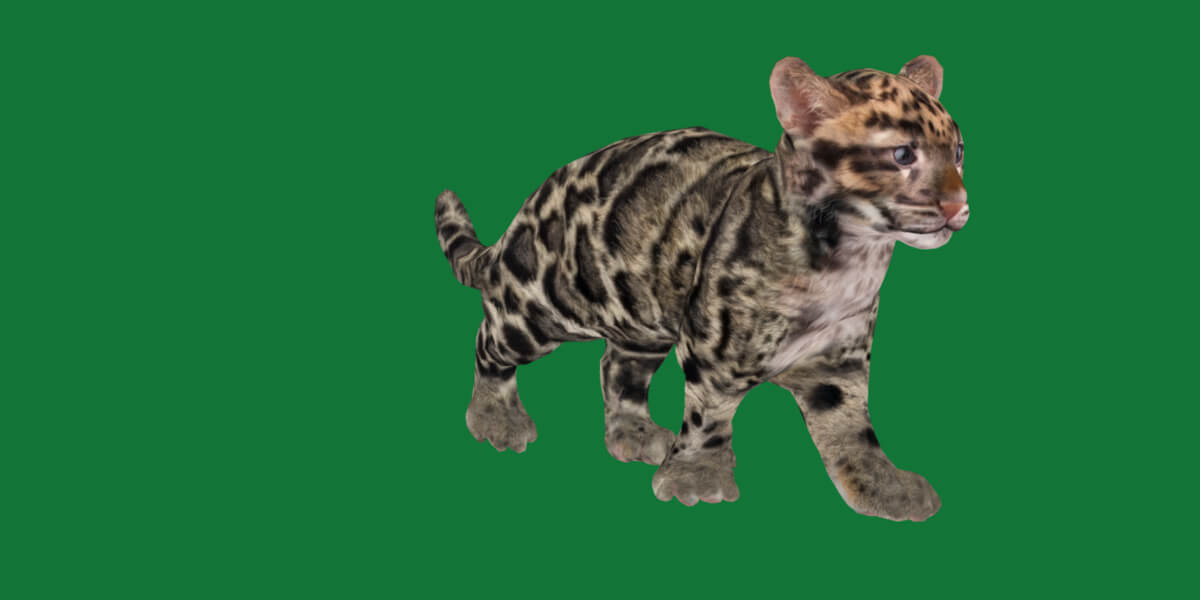 Clouded Leopard Cub - 3D Model by Nyilonelycompany