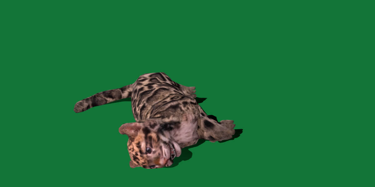 Clouded Leopard Cub - 3D Model by Nyilonelycompany