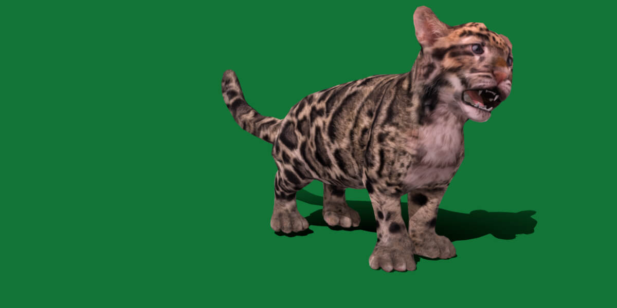 Clouded Leopard Cub - 3D Model by Nyilonelycompany