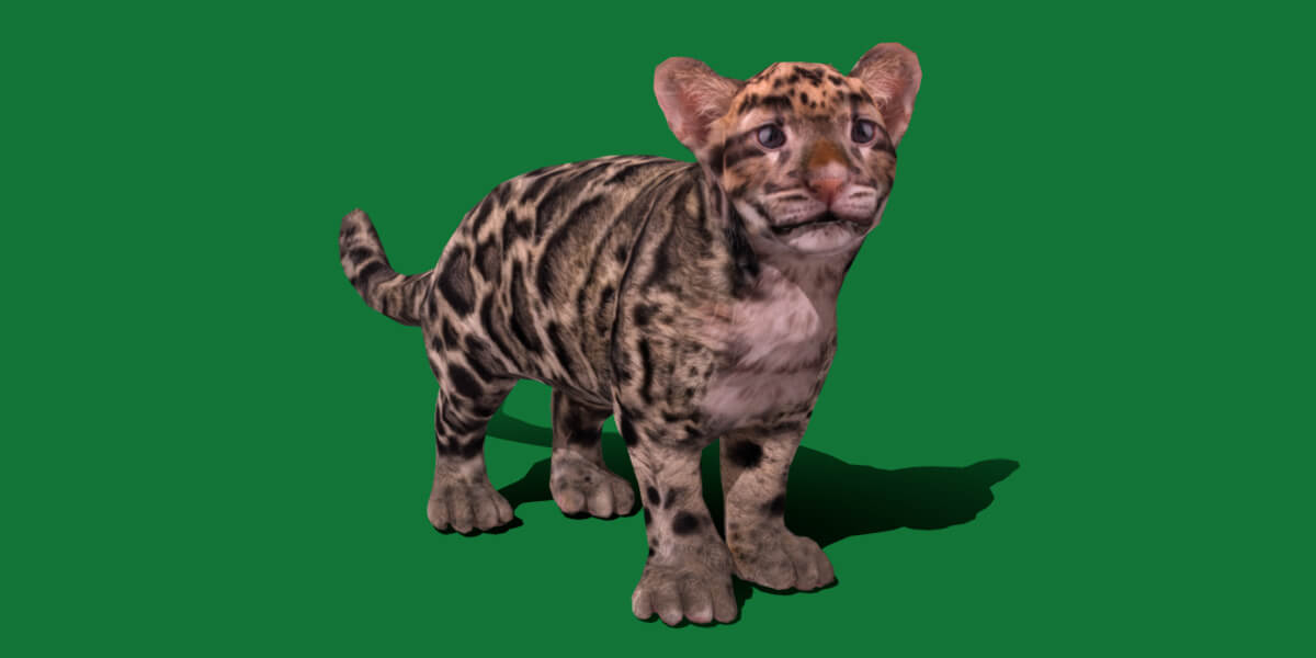 Clouded Leopard Cub - 3D Model by Nyilonelycompany