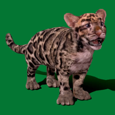 Clouded Leopard Cub - 3D Model by Nyilonelycompany