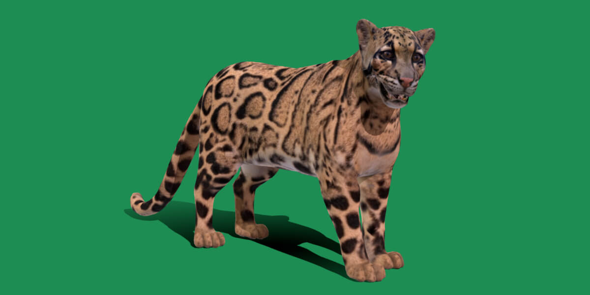 Clouded Leopard Wild Cat - 3D Model by Nyilonelycompany