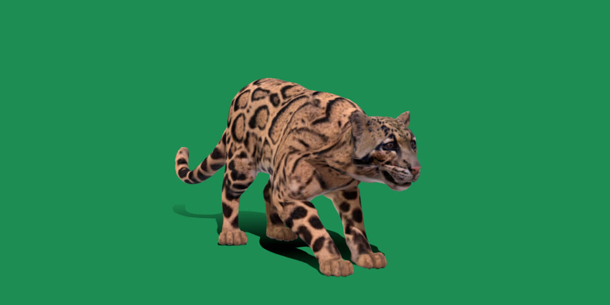 Clouded Leopard Wild Cat - 3D Model by Nyilonelycompany