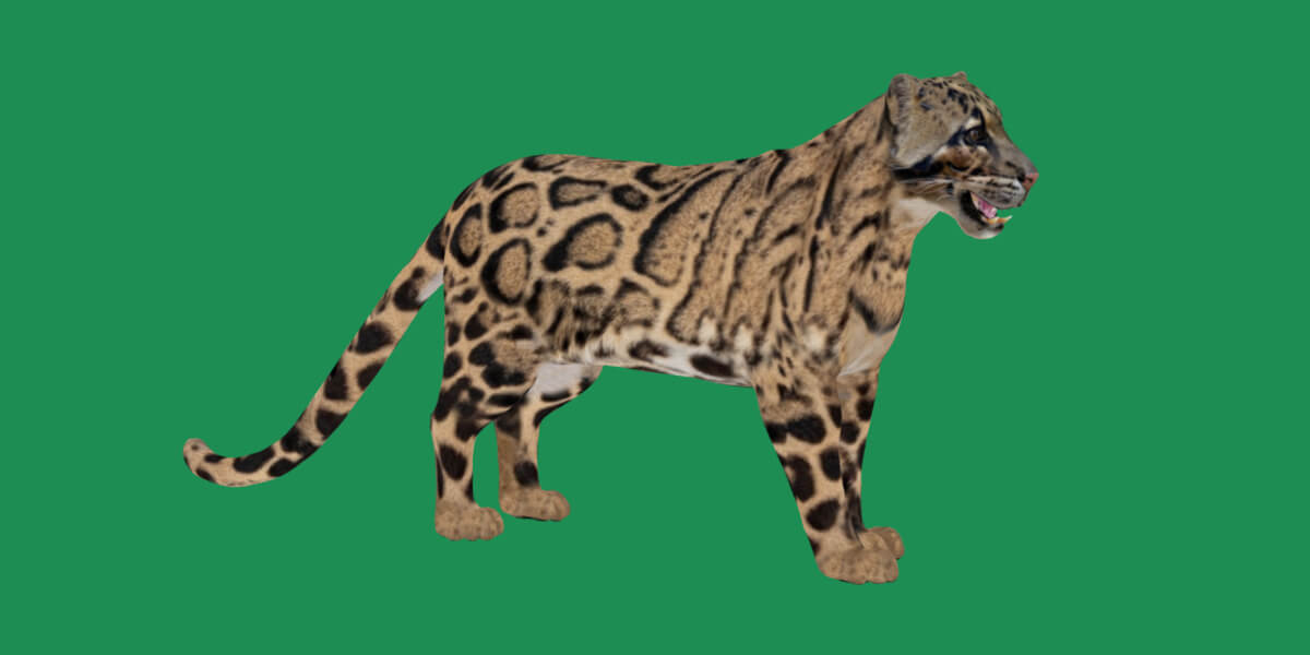 Clouded Leopard Wild Cat - 3D Model by Nyilonelycompany