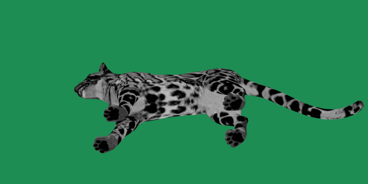 Clouded Leopard Wild Cat - 3D Model by Nyilonelycompany