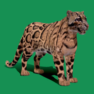 Clouded Leopard Wild Cat - 3D Model by Nyilonelycompany