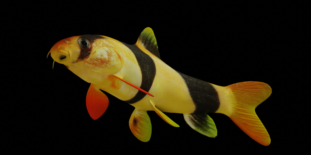 Clown Loach Ulanguli Fish - 3D Model by Nyilonelycompany
