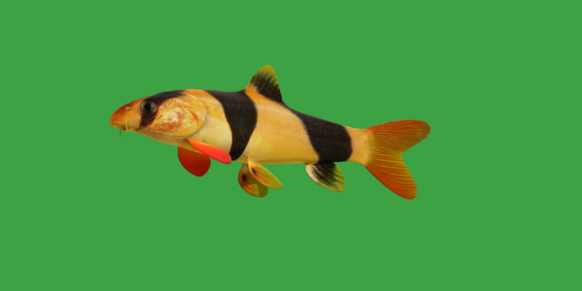Clown Loach Ulanguli Fish - 3D Model by Nyilonelycompany