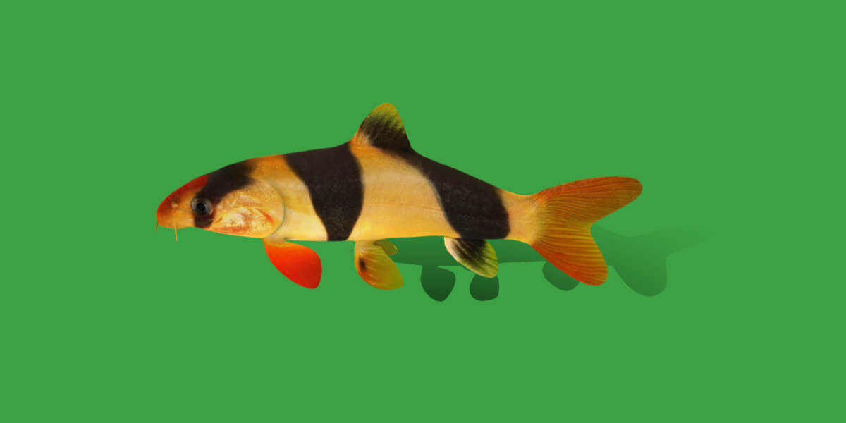 Clown Loach Ulanguli Fish - 3D Model by Nyilonelycompany