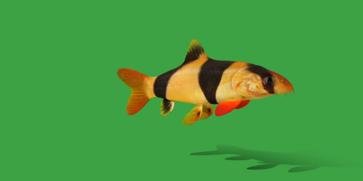 Clown Loach Ulanguli Fish - 3D Model by Nyilonelycompany