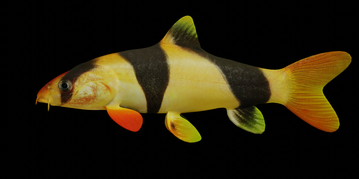 Clown Loach Ulanguli Fish - 3D Model by Nyilonelycompany