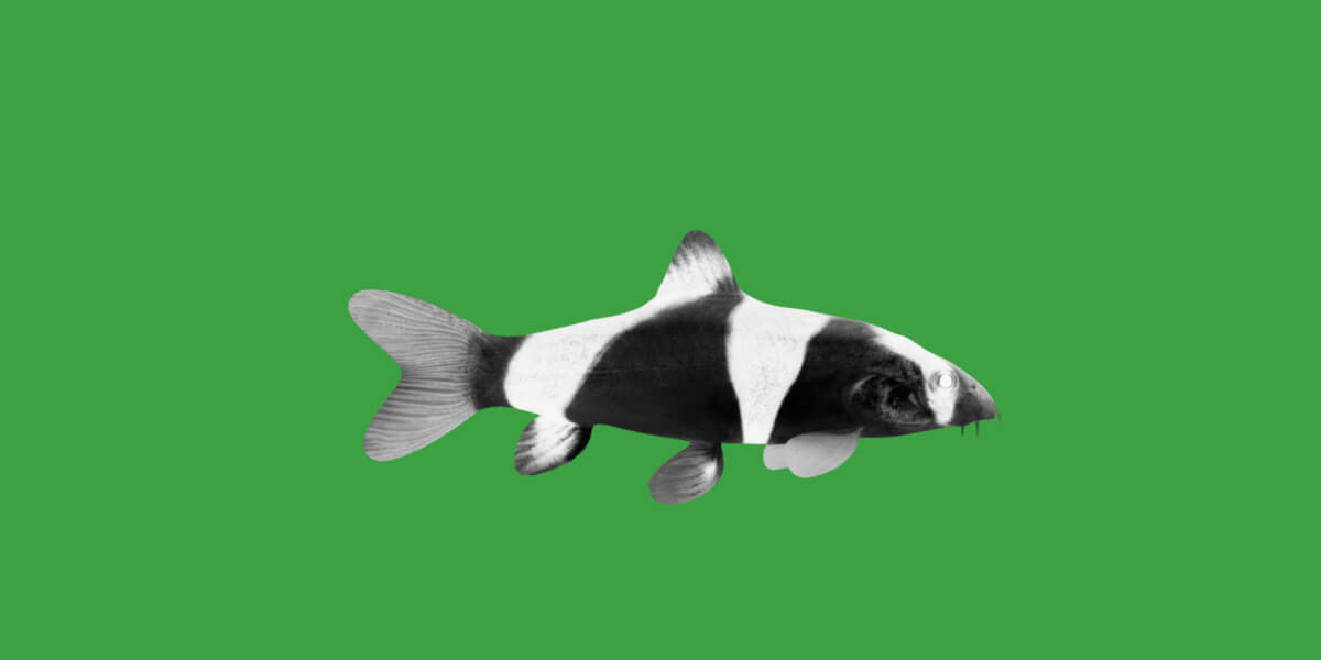 Clown Loach Ulanguli Fish - 3D Model by Nyilonelycompany