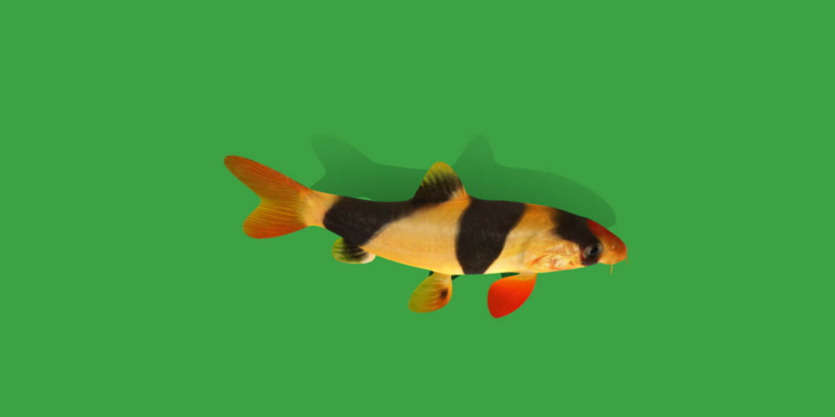 Clown Loach Ulanguli Fish - 3D Model by Nyilonelycompany
