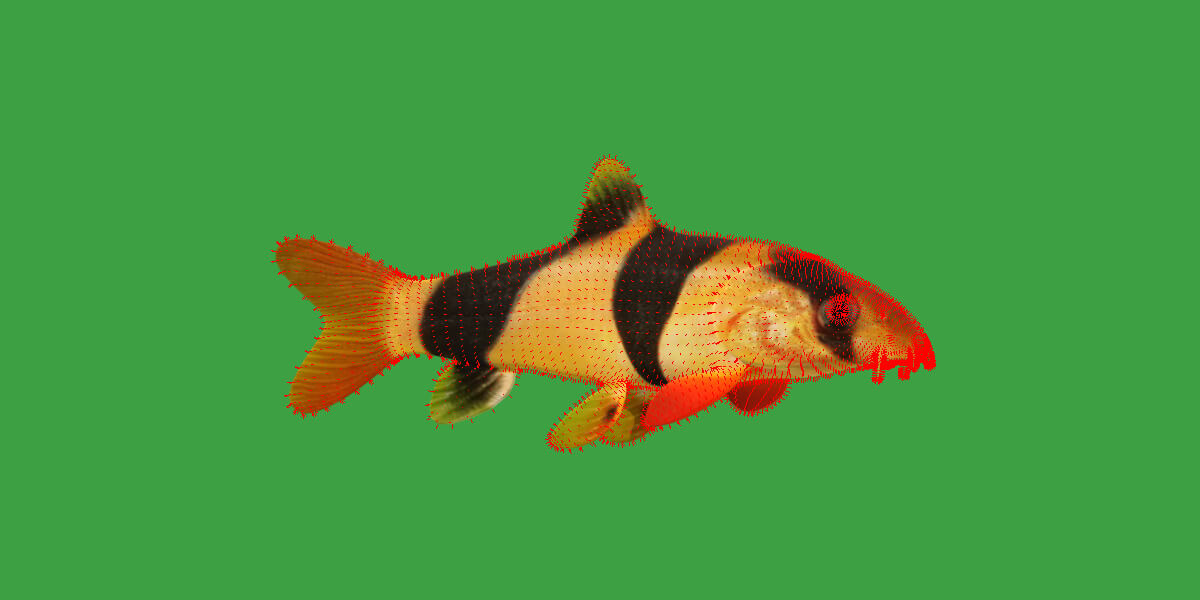 Clown Loach Ulanguli Fish - 3D Model by Nyilonelycompany