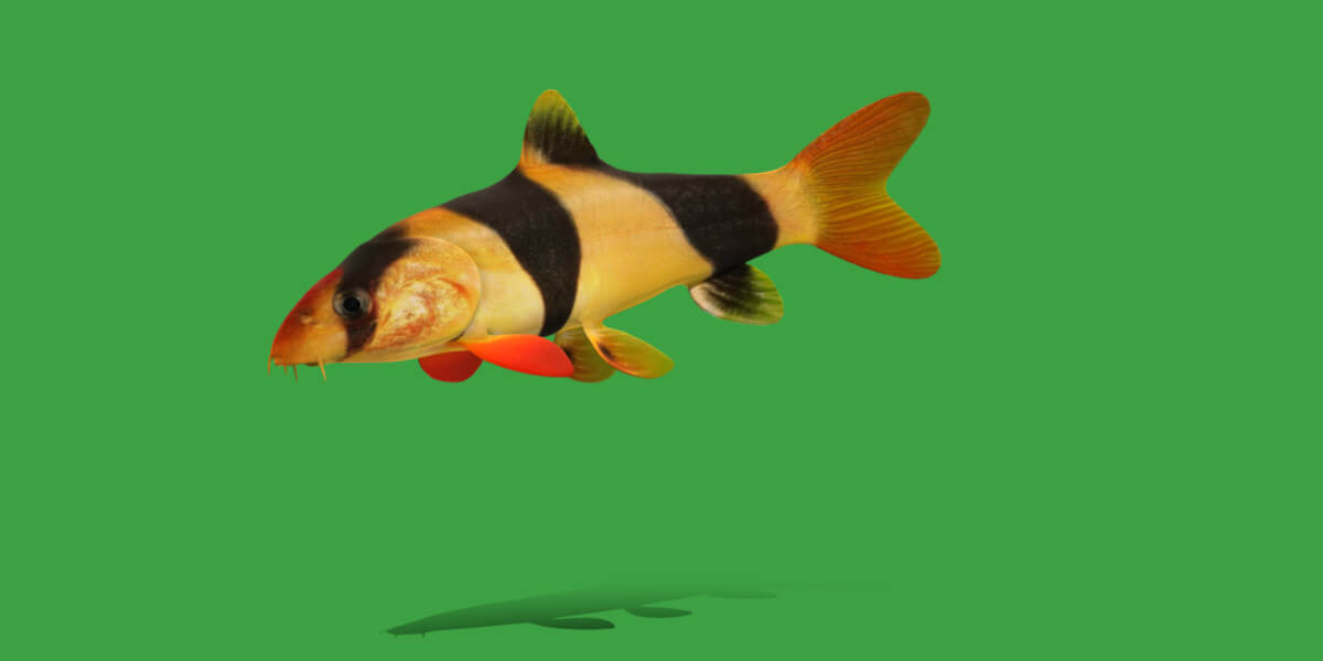 Clown Loach Ulanguli Fish - 3D Model by Nyilonelycompany