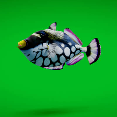 Clown Triggerfish - 3D Model by Nyilonelycompany