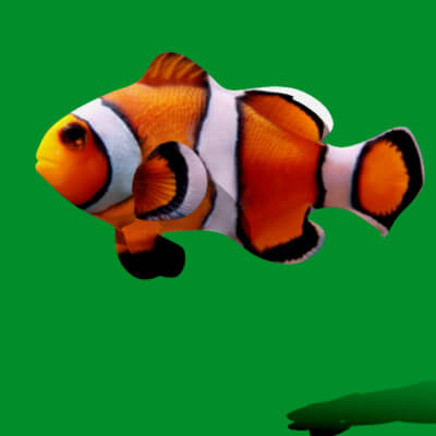 Clownfish Anemonefish - 3D Model by Nyilonelycompany