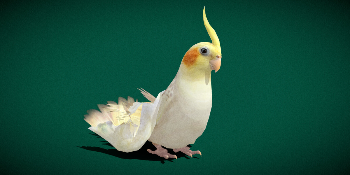 Cockatiel Parrot Bird - 3D Model by Nyilonelycompany