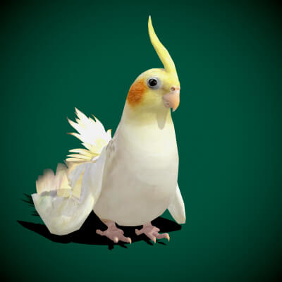 Cockatiel Parrot Bird - 3D Model by Nyilonelycompany