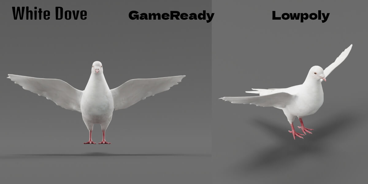 Columbidae White Dove Bird - 3D Model by Nyilonelycompany