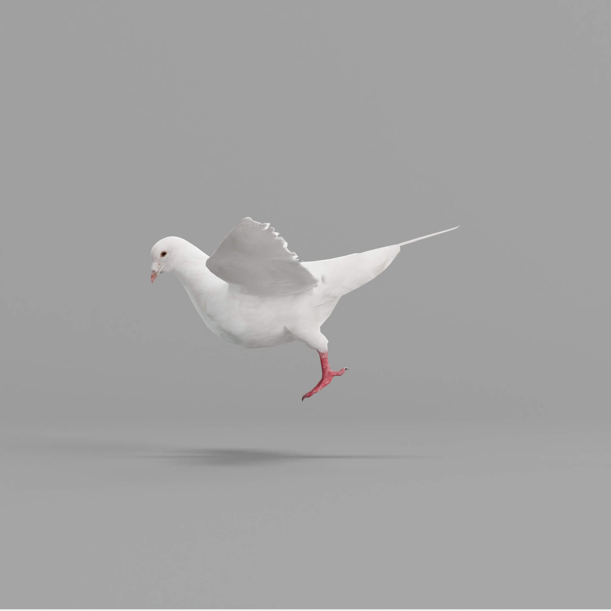 Columbidae White Dove Bird - 3D Model by Nyilonelycompany