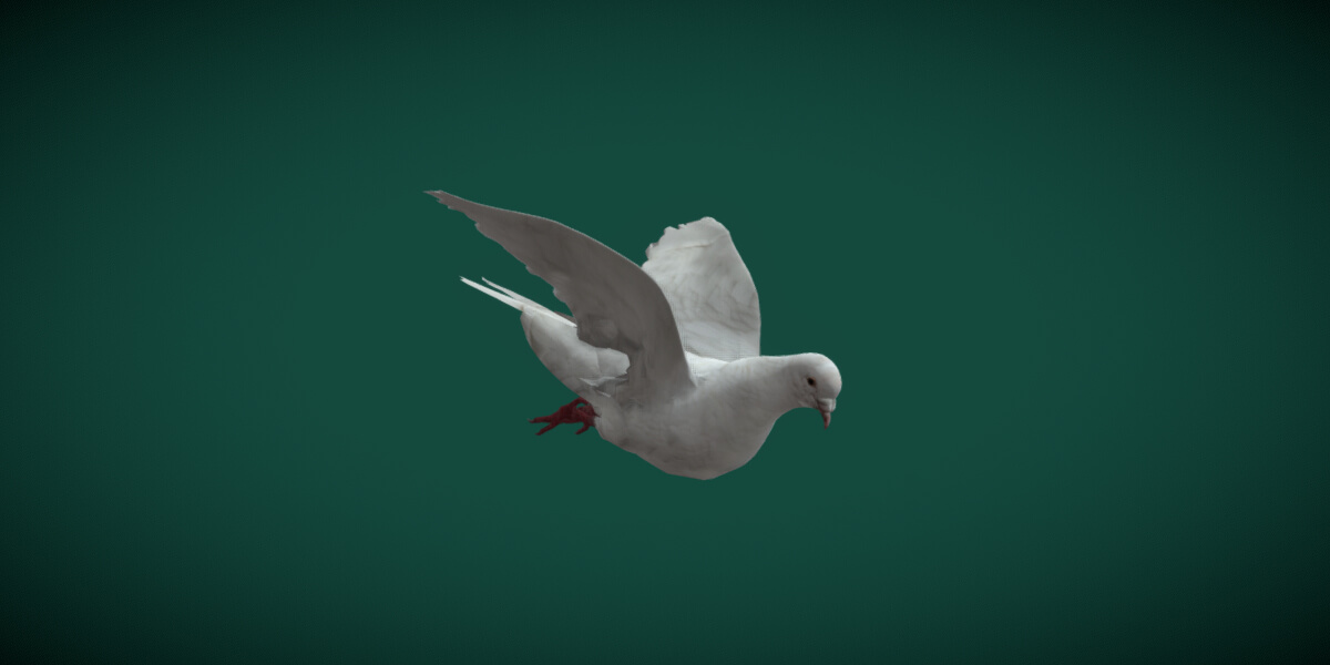 Columbidae White Dove Bird - 3D Model by Nyilonelycompany
